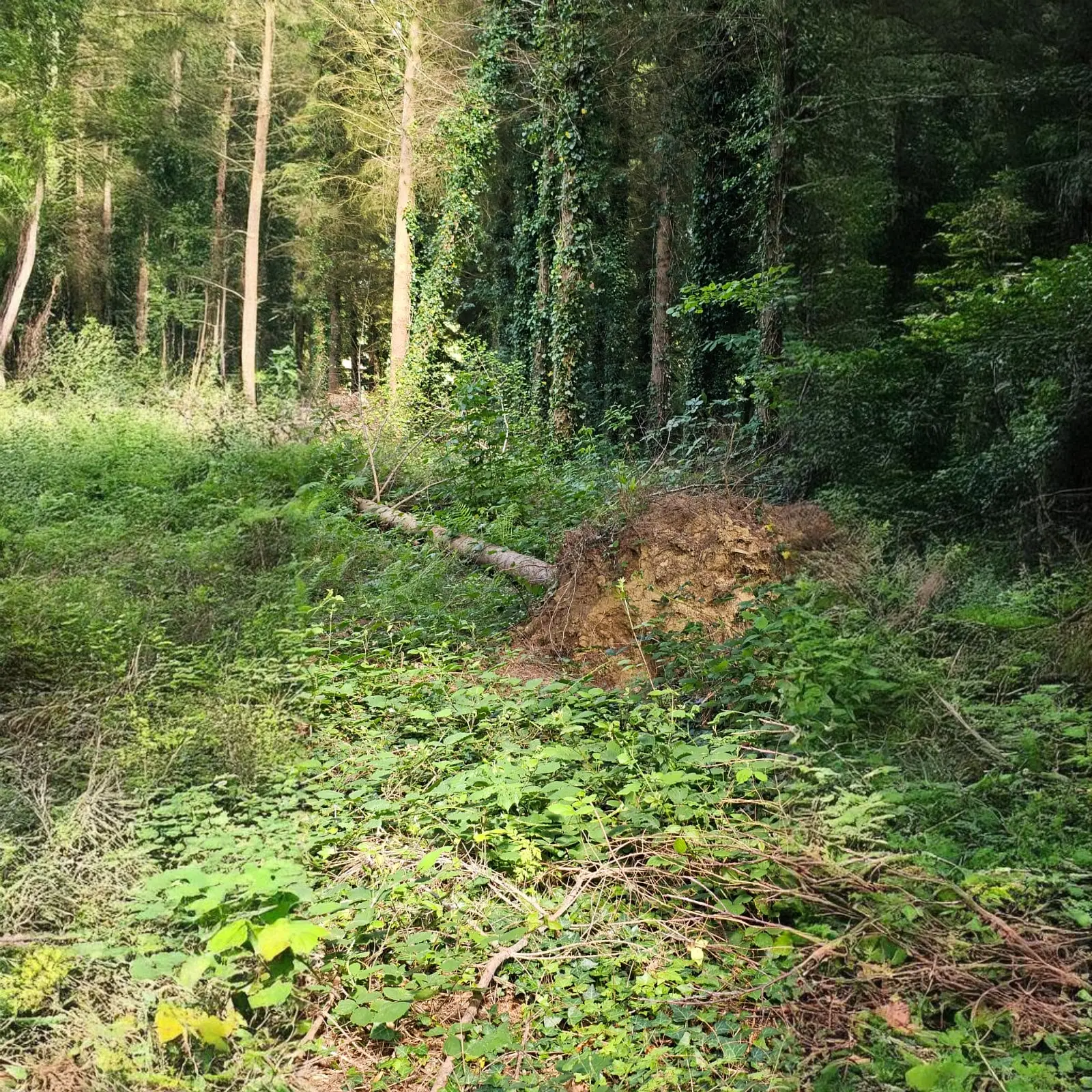 Gestion des chablis et volis - GIE FORESTIER DU CENTRE BRETAGNE